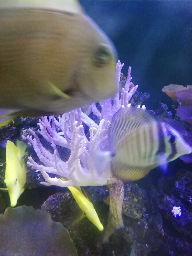 Fish swim fast stock image. Image of blue, invertebrate - 240842403