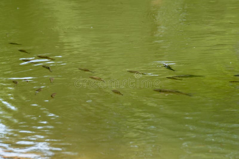 Fish Swim in Green Water in a Pond. Stock Image - Image of japan ...