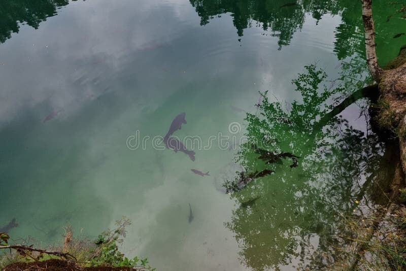 Fish Swim in the Mountain Lake. Clean and Clear Water. Stock Image ...
