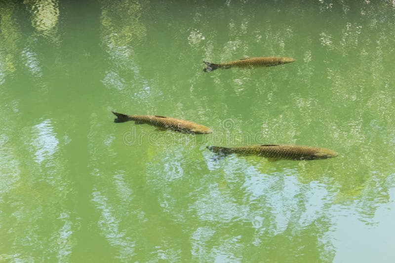 Fish swim in the pond stock photo. Image of traditional - 120580578