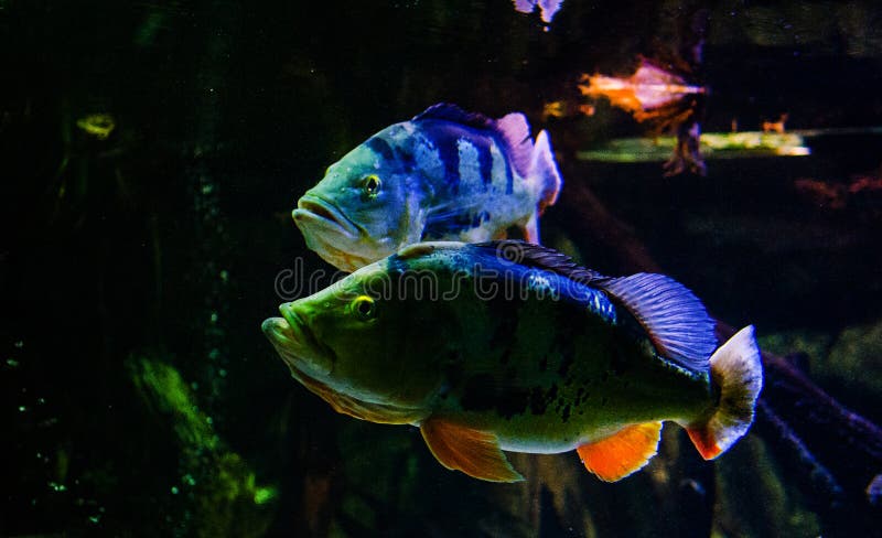 Fish Swim in the River or Ocean at the Bottom Stock Photo - Image of ...