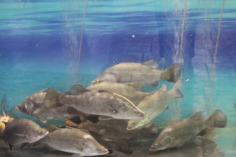 Fish in the river. stock image. Image of animal, fish - 106997717