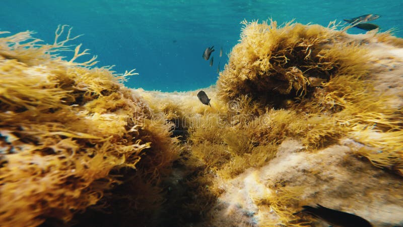 Fish Swim among the Rocks Under the Ocean Stock Footage - Video of fish ...