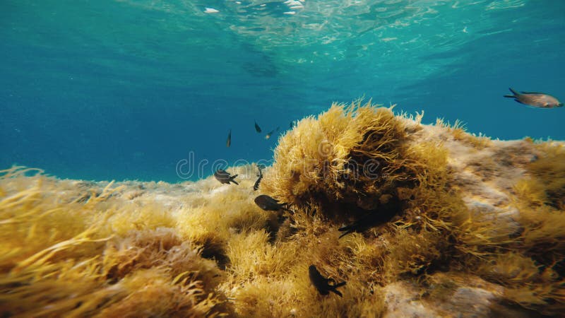 Fish Swim among the Rocks Under the Ocean Stock Footage - Video of fish ...