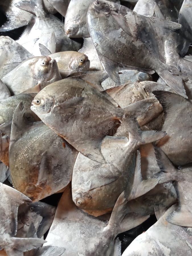 Fish swim using their fins stock image. Image of used - 243728897