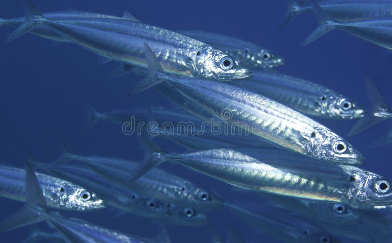 Salifish underwater stock photo. Image of blue, habitat - 24659256
