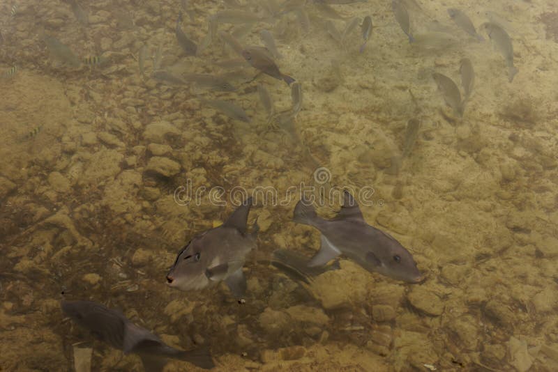 Fish swimming in river stock photo. Image of wildlife - 136219352