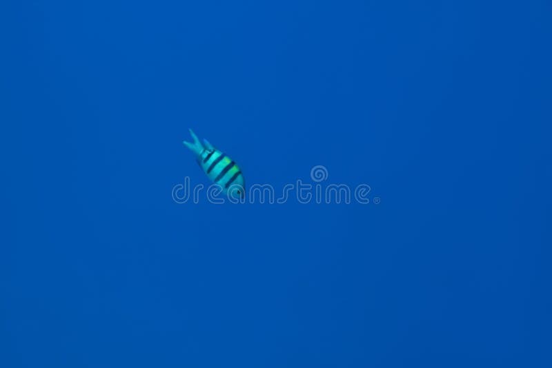 Fish swimming in blue sea stock image. Image of exotic - 151258639