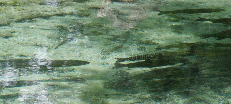 Fish Swimming Calmly in Clear Water Over Rocky Bed Stock Image - Image ...