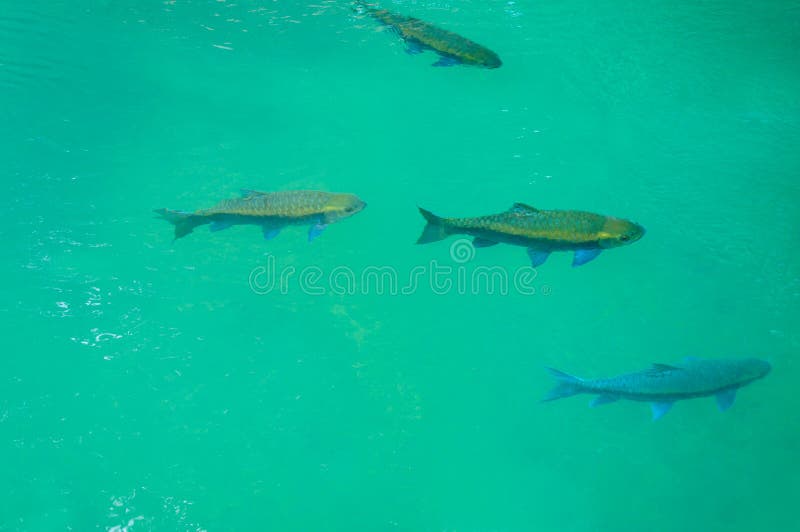 Fish Swimming in Clean Water Stock Image - Image of animal, green ...