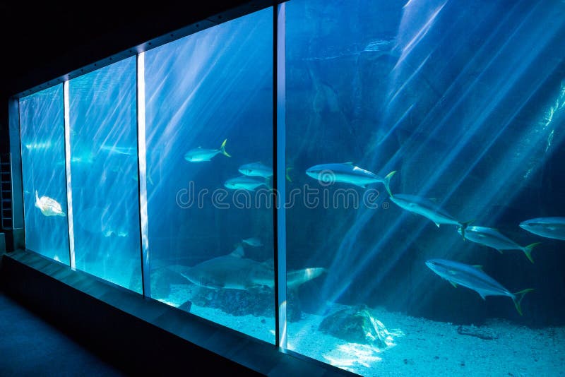 Underwater Aquarium Observation Room Stock Image - Image of young, girl ...