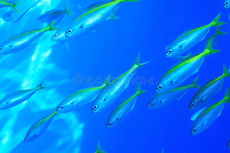 Fish Swimming in Deep Blue Sea Waters Stock Photo - Image of california ...