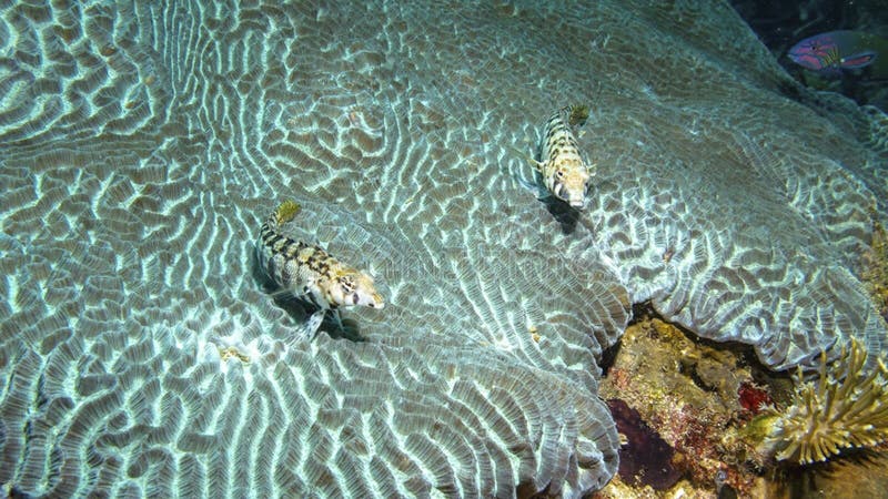 A Fish is Swimming on the Ground Stock Photo - Image of water ...