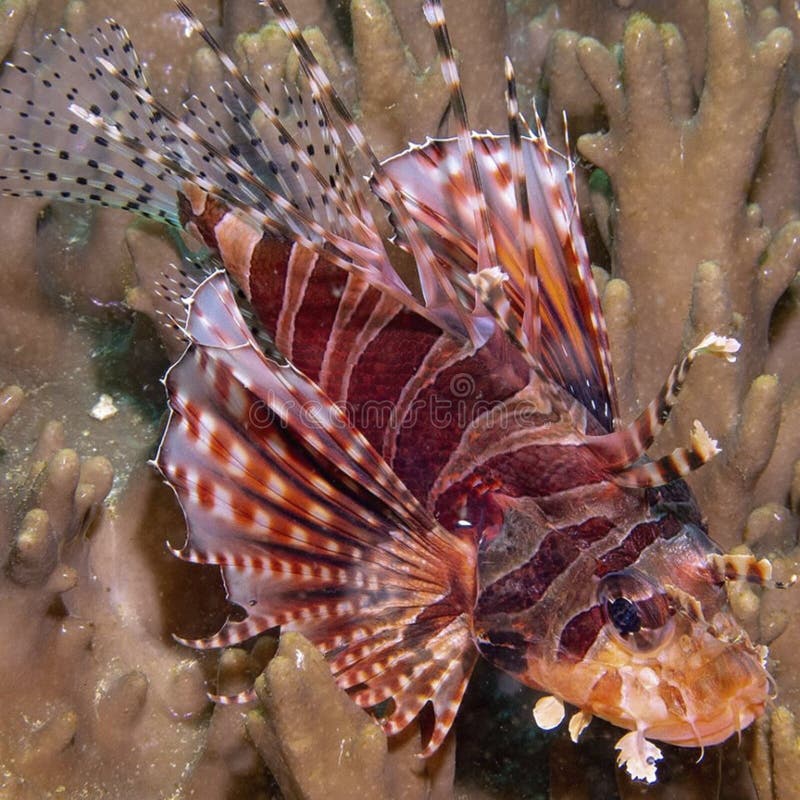 A Fish is Swimming on the Ground Stock Image - Image of wildlife ...