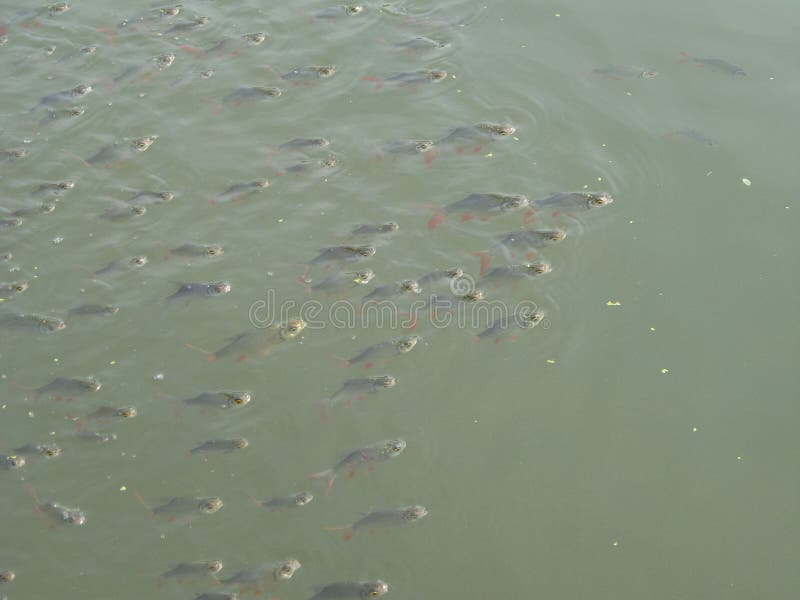 Fish are swimming stock image. Image of aquatic, undersea - 52843845