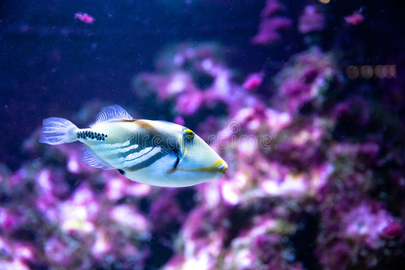 Blackbar Triggerfish - Rhinecanthus Aculeatus - Picasso Fish in ...