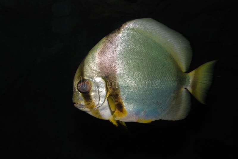 Fish Swimming Inside The Aquarium Stock Photo - Image of wildlife, swim ...