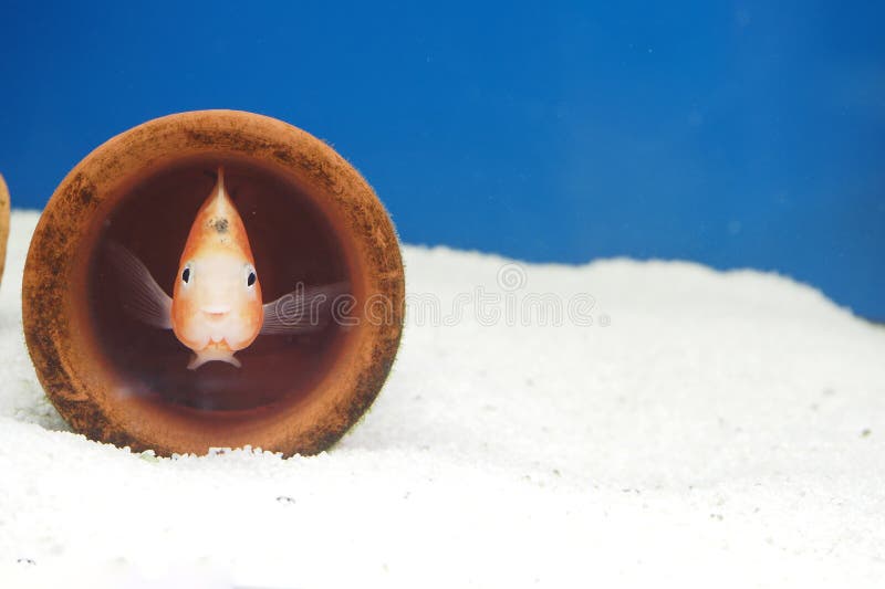 Fish Swimming Inside a Clay Pot in an Aquarium Setting Stock Image ...