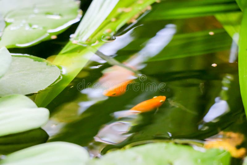 Fish Swimming with Lotus Leaves Stock Photo - Image of field, pond ...