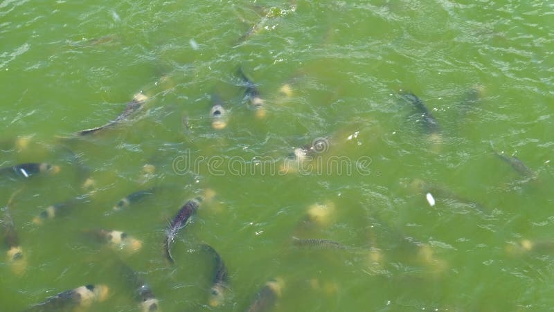 Fish Swimming Near the Surface of a Greenish Pond. Stock Photo - Image ...