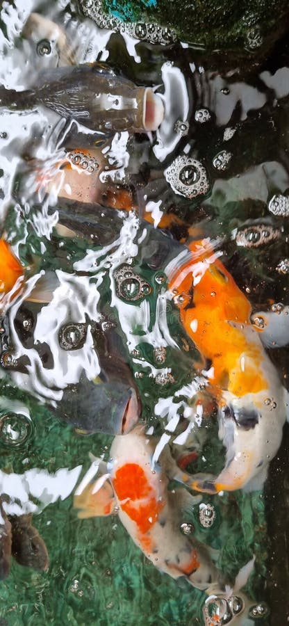 Fish Swimming in the Pond with Bubble Stock Image - Image of booble ...