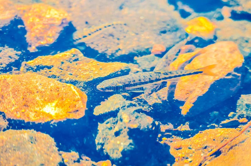 A Fish is Swimming in a Pond with Rocks Stock Image - Image of ...