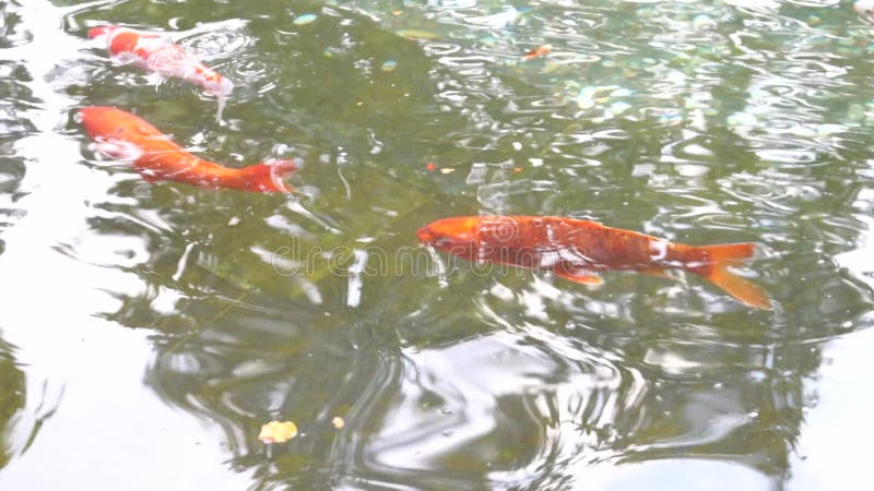 A Fish is Swimming in a Pond. the Water is Calm and Clear. the Fish is ...