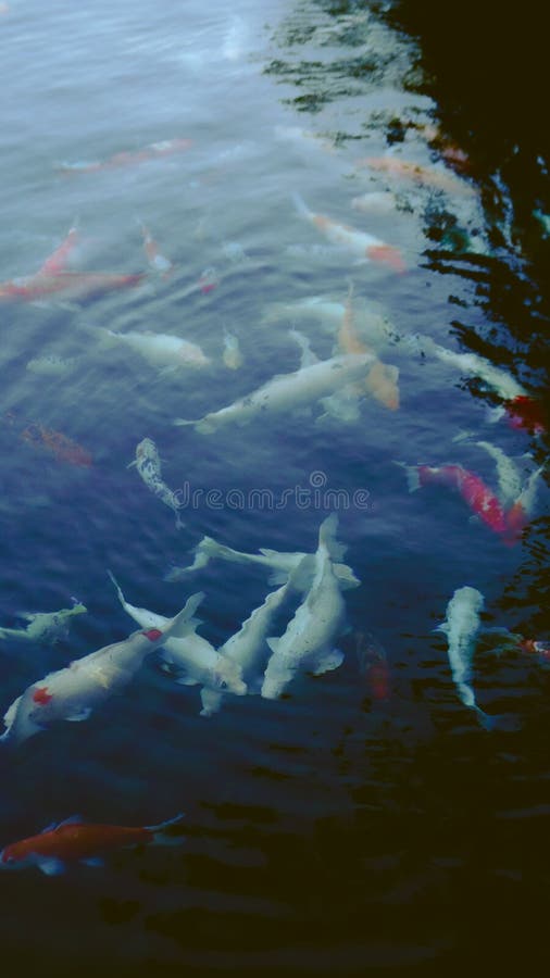The Fish that are in the Swimming Pool.& X22; Stock Photo - Image of ...