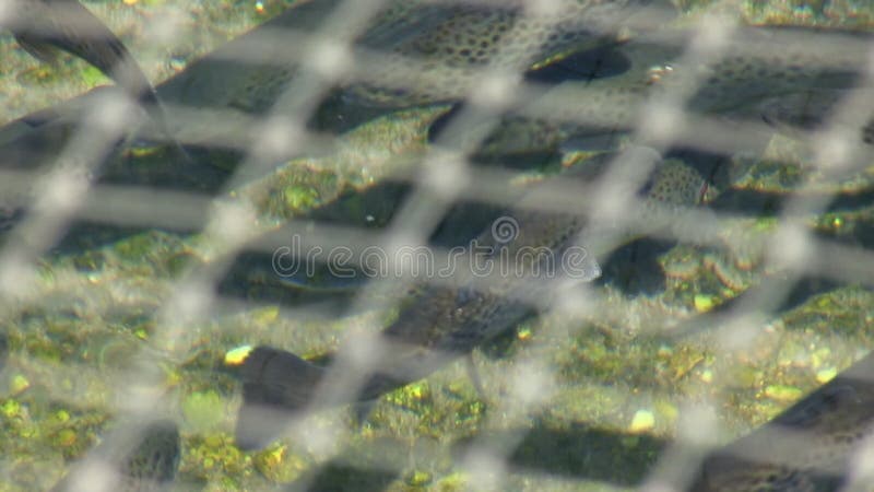 Fish under mesh nets; 3 stock footage. Video of nature - 347222498