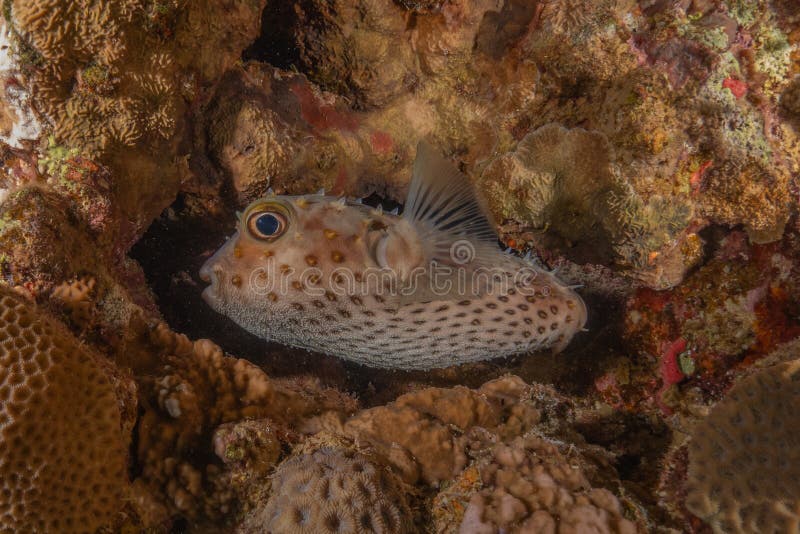 A Fish Swimming in the Red Sea, Colorful Fish, Eilat Israel Stock Photo ...