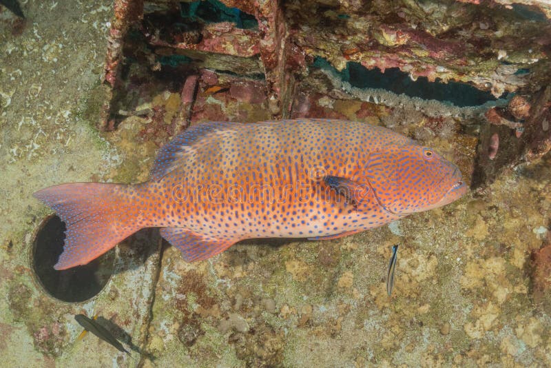 Fish Swimming in the Red Sea, Colorful Fish, Eilat Israel Stock Photo ...