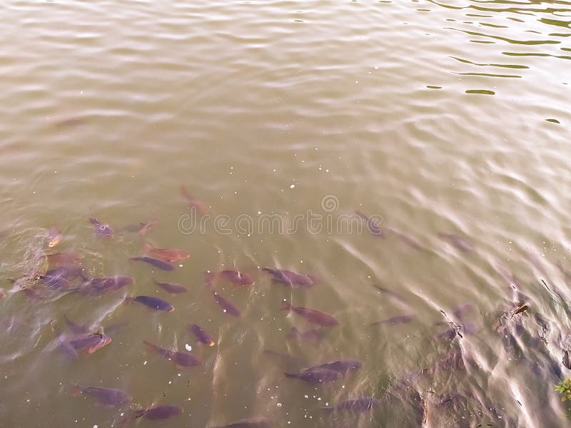 Fish swimming in the river stock photo. Image of pollute - 246857746