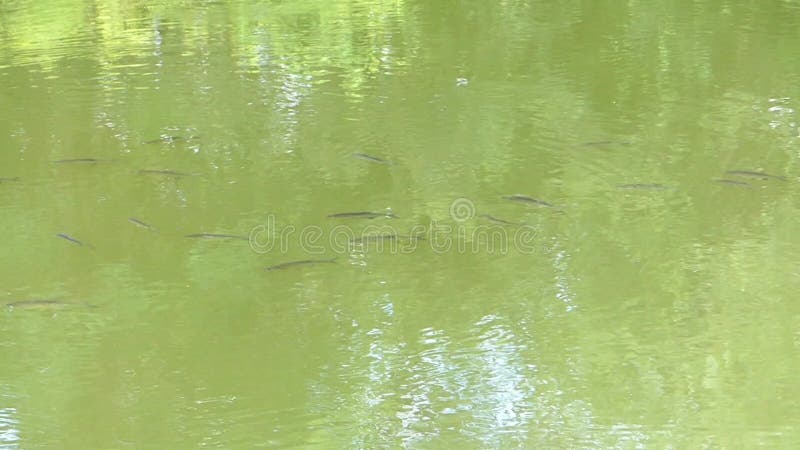 Fish swimming in river stock video. Video of nature, video - 41757085