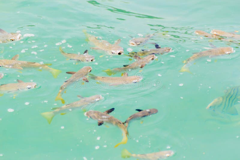 Fish swimming stock photo. Image of deep, diving, coral - 40530124