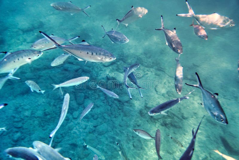 Fish Swimming Taken with Underwater Camera in Tenerife Stock Image ...