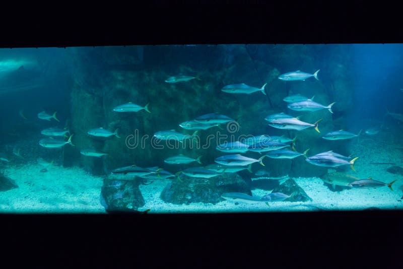 Fish swimming in tank stock image. Image of nature, biology - 51581429