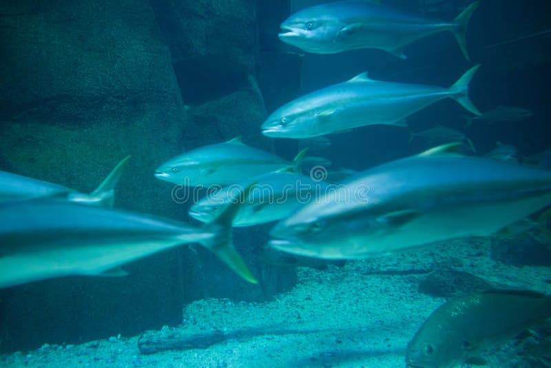 Fish swimming in tank stock image. Image of fish, tranquil - 51581451
