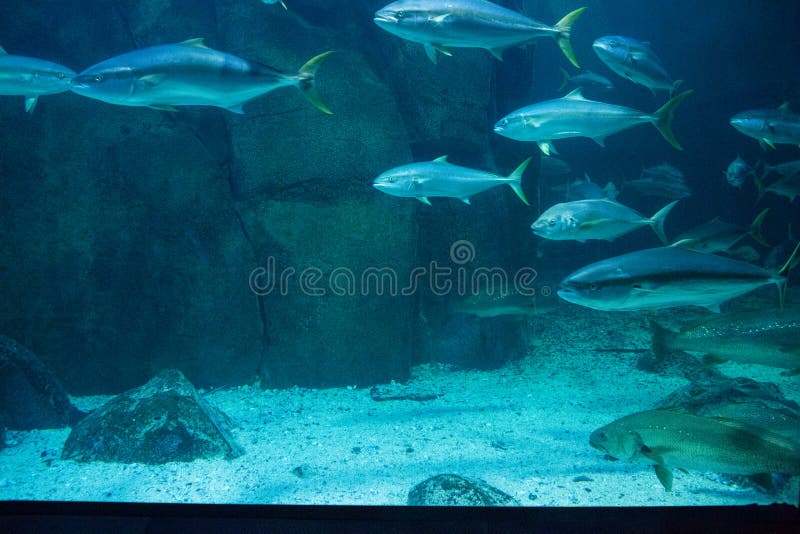 Fish swimming in a tank stock photo. Image of people - 53060474