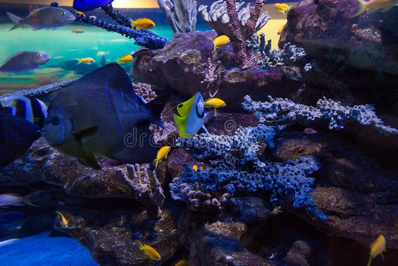 Fish Swimming in a Tank with Coral Stock Image - Image of life, coral ...