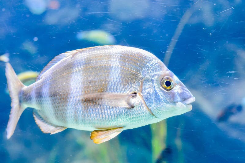 A Fish is Swimming in a Tank with Other Fish Stock Image - Image of ...