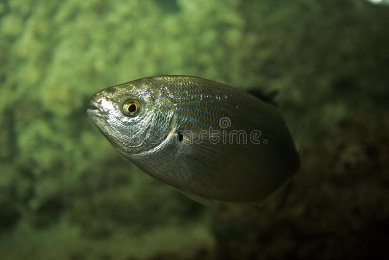 Fish swimming underwater stock photo. Image of side, profile - 2386328