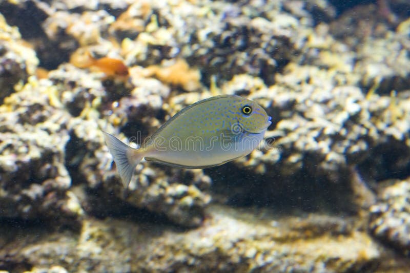 Fish swimming underwater stock image. Image of wildlife - 2867405