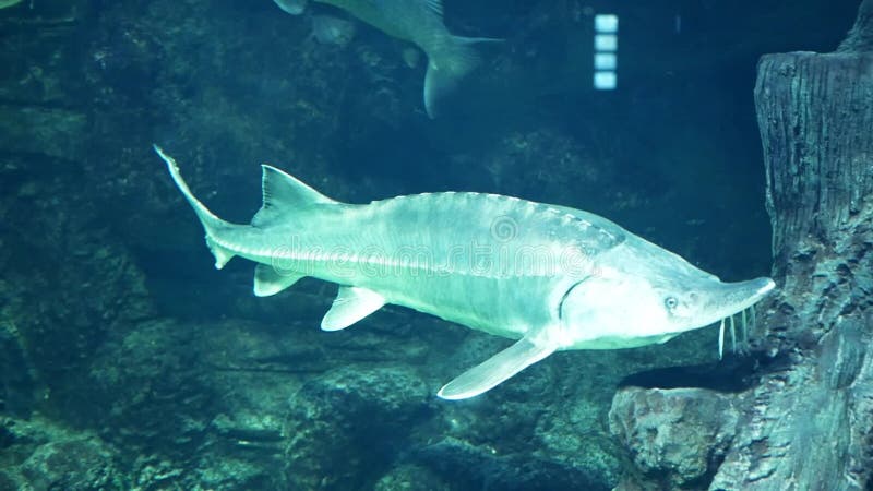 Fish Swimming Underwater. Huso Dauricus Stock Footage - Video of fish ...