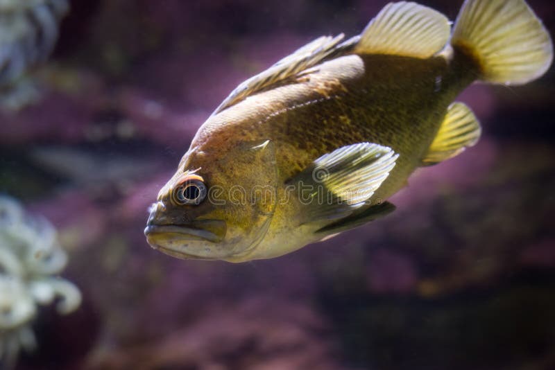 Fish Swimming Underwater in Natural Environment Stock Image - Image of ...