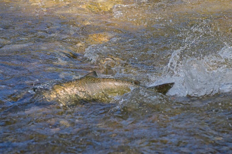 Fish Swimming Upstream in a River Stock Photo - Image of sport, nature ...