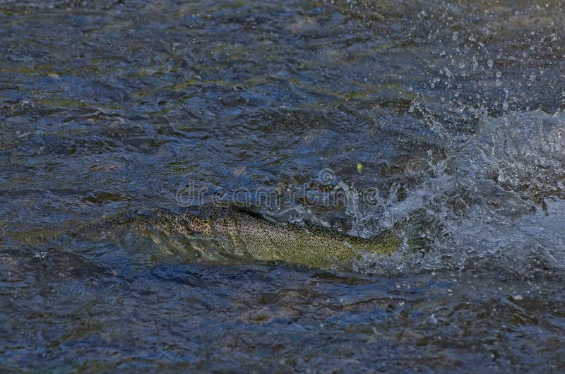 Salmon Fish Swimming Upstream in a River Stock Image - Image of person ...
