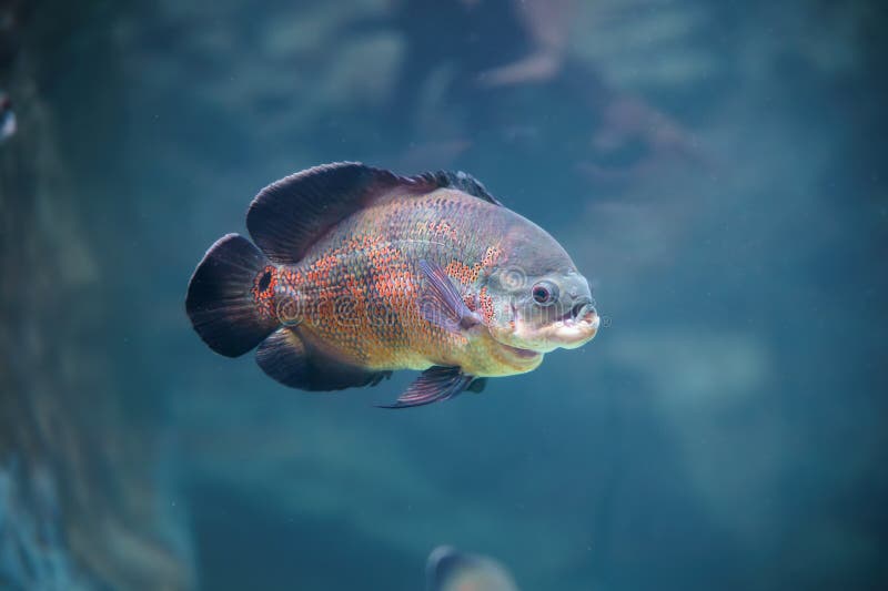 A Fish that is Floating in Some Water Water with a Lot of Small Objects ...