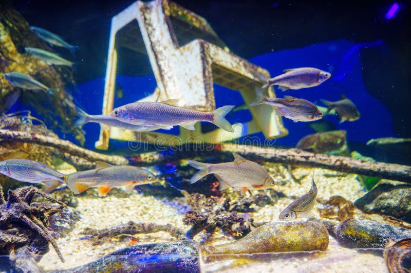 Fish Swimming in the Water with Debris. the Pollution of the Oceans ...