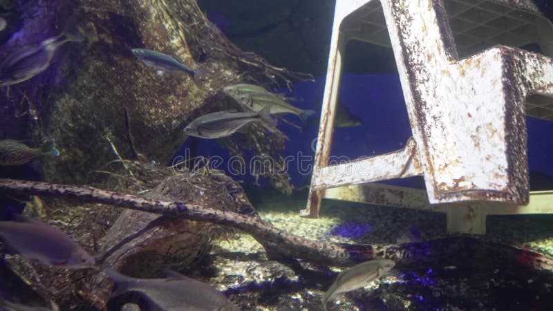 Fish Swimming in the Water with Debris. the Pollution of the Oceans ...