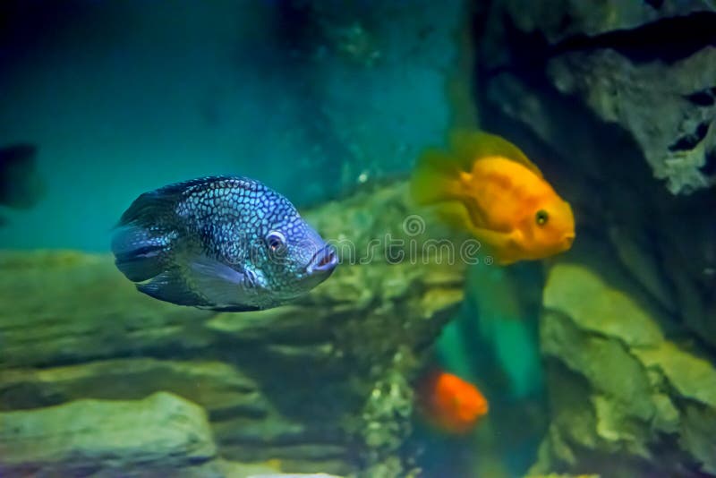 Fish Swimming in Water, Diamond Cichlazoma Stock Image - Image of ...
